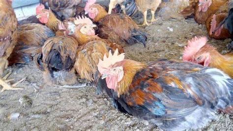 鸡住白细胞原虫肆虐如何切断传播源