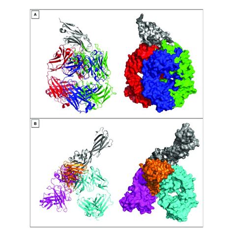 Aligned Structures Of Panitumumab And Cetuximab Crystal Structures