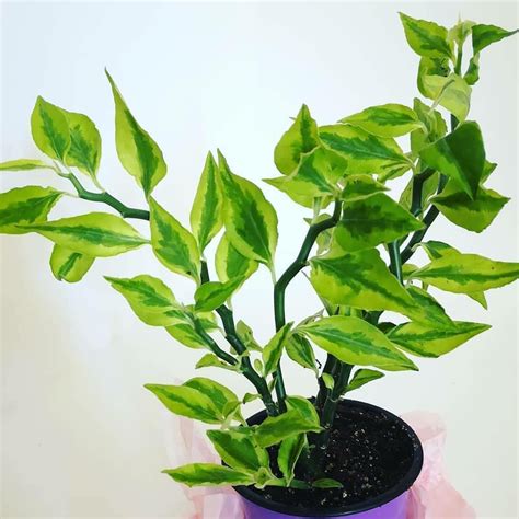 Jual Patah Tulang Zig Zag Sig Sag Penawar Lilin Euphorbia Tithymaloides Pedilanthus