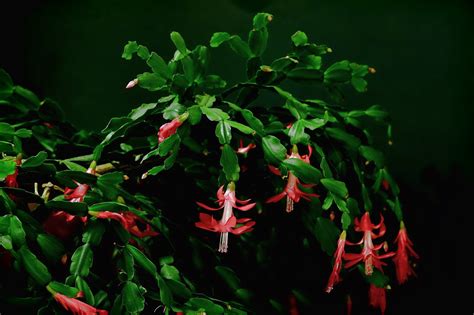 Grudnik szlumbergera czy raczek Kaktus Bożego Narodzenia Urocznica pl