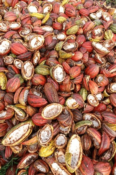 7 Cocoa Pods Waste Royalty Free Photos And Stock Images Shutterstock