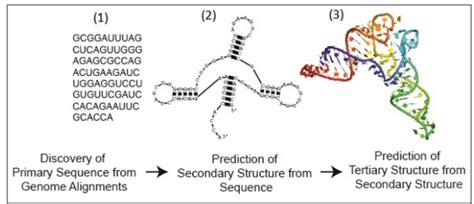 Fulltext A Review Of Bioinformatics Methods For Rna Secondary And
