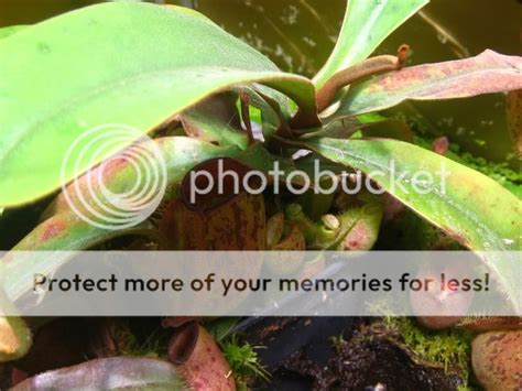 Carnivorous Plants Paludarium Page 2 Terraforums Venus Flytrap