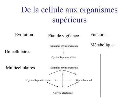 PPT Approche Fonctionnelle Du Sommeil Explorations Et Classification Des Pathologies Du