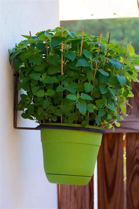 White Spots On Catnip Leaves Reasons And Solutions