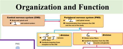 Chap 11 Pic Memorization Simplified Flashcards Quizlet
