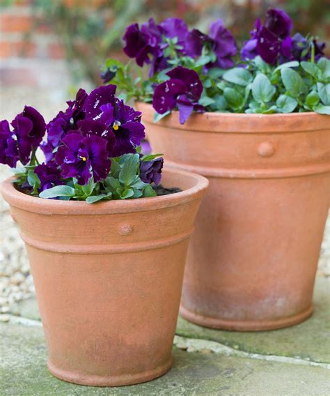 Blooming Spring Containers 8 Potted Flowers For Spring Gardening