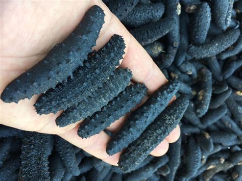 Dried Sea Cucumber Caspian Trading Co