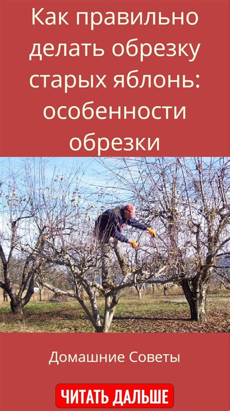 Домашние идеи и советы Выращивание фруктовых деревьев Огород Садоводство