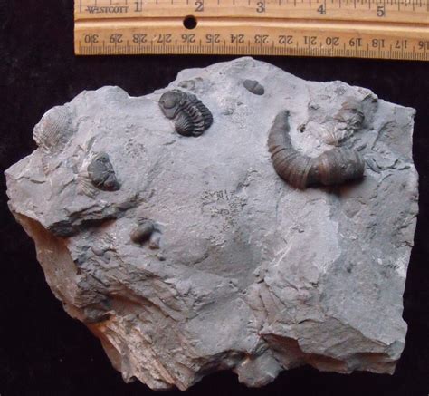 Multi Species Fossils Paleo Joe