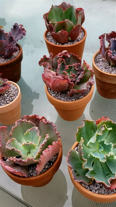 My Dick Wright Cultivars Recheveria