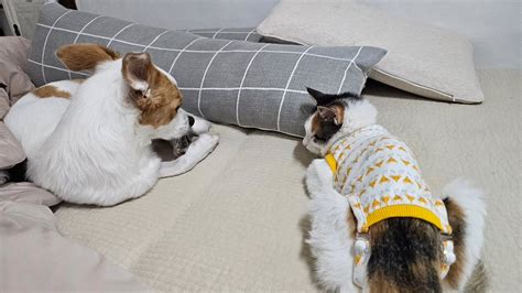 오빠야 와 고맙데이 머가 고마 전부 다 내한테 말고 옴마랑 아부지한테 고맙다캐라 아이다 오빠 니가 제일 고맙다 머시라카노 원박 아저씨가 욕