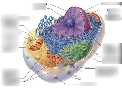 Cell Diagram Quizlet