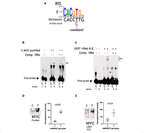 Rs6600247 Risk Allele Affects C Myc Binding A C Myc Binding Motif