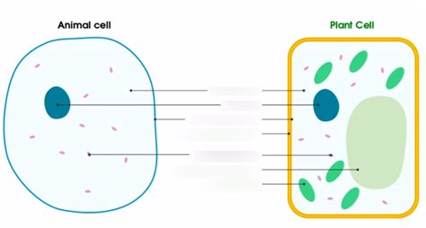 Cell Structure Diagram Diagram Quizlet