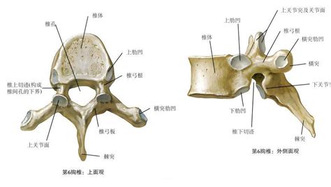 💪脊柱结构大揭秘：椎骨篇