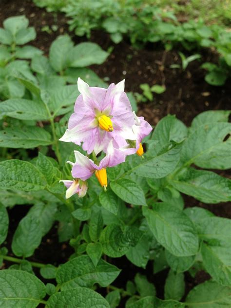 こなとやさい やさい編 ジャガイモ害虫2