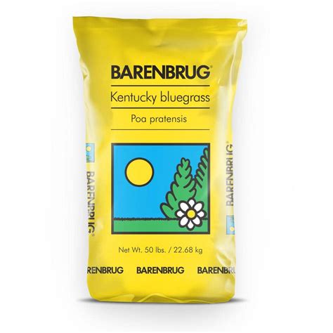 Barenbrug 50 Lb Barrister Kentucky Bluegrass Seed 25076 The Home Depot
