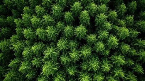 Ethereal Vertical Tree Texture In A Natural Forest Background Bark