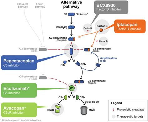 Alternative Complement Pathway Inhibition With Iptacopan For The Treatment Of C3 Glomerulopathy