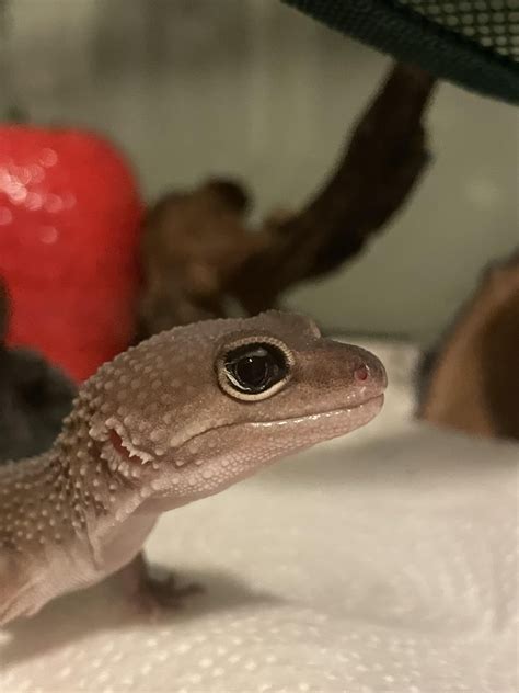 Help Stuck Shed Rreptiles
