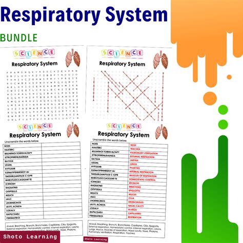 Respiratory System Matching Worksheet A Match Made In Lungs — Shoto