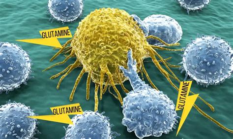 Glutamine Vs Glutathione The Differences You Need To Know