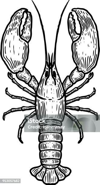 흰색 바탕에 그려진된 랍스터 그림 손 레이블 상징 기호에 대 한 디자인 요소입니다 랍스터 해산물에 대한 스톡 벡터 아트 및 기타 이미지 랍스터 해산물 흰색 갑각류