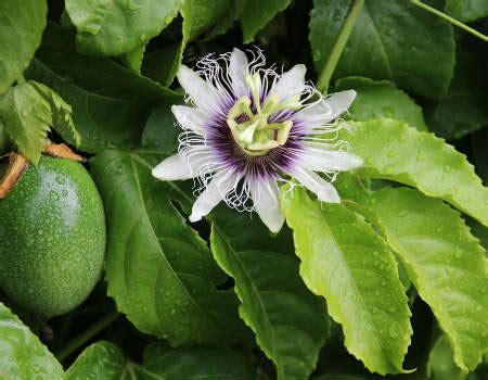 Passiflora o que é e tudo o que você precisa saber sobre