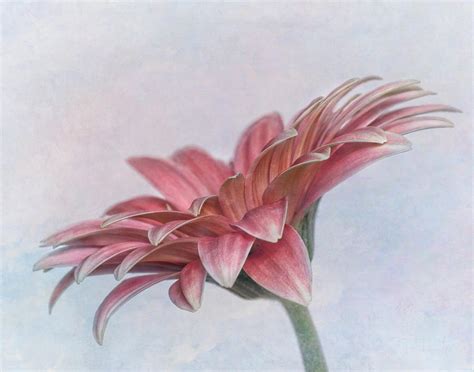 Daisy Profile Photograph By David Kelly Pixels Merch