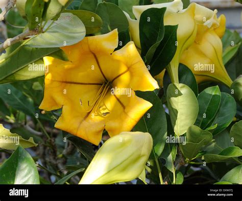 Solandra Grandiflora Banque De Photographies Et Dimages à Haute