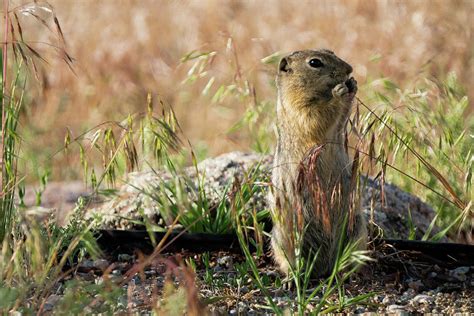 Gopher Photograph By Julieta Belmont Fine Art America