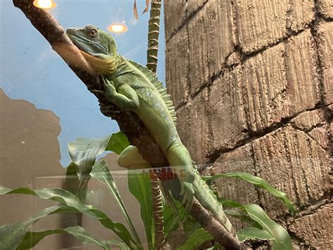 グリーンバシリスクの太もも 今日は誰と会えるかな だいたい東山動植物園 楽天ブログ