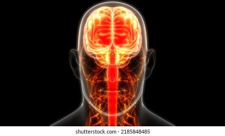 Central Organ Human Nervous System Brain Stock Illustration