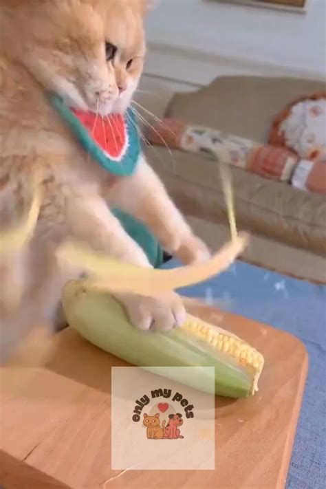10 Funny Cat Memes That Will Make Your Day Cat Eating Corn Funny