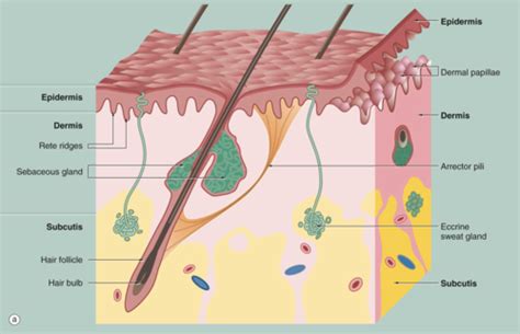 Pyoderma And Necrotizing Fasciitis Flashcards Quizlet