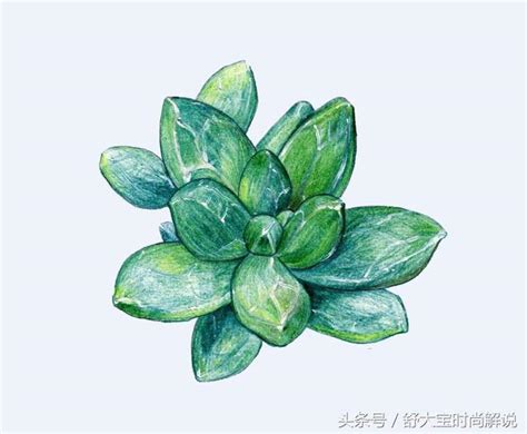 美的冒泡的幾種多肉植物你見過嗎 每日頭條