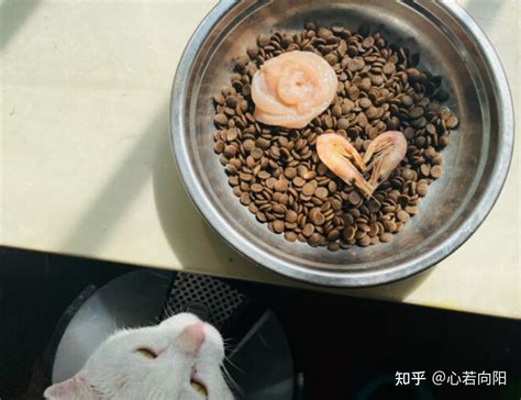 网易严选猫粮怎么样？网易严选和皇家猫粮哪个好？2023网易严选猫粮哪款好？网易严选猫粮宠爱相伴、全价冻干猫粮、三文鱼对比