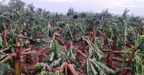 G1 Chuva de granizo destrói plantações e causa prejuízo de R 15 mi