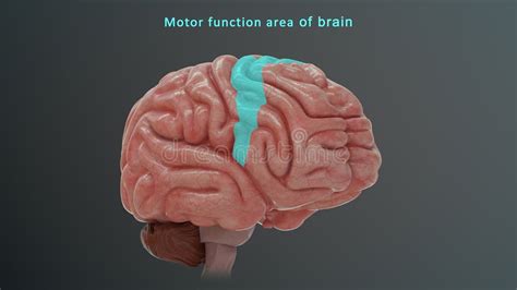 Cortex Region Stock Illustrations 132 Cortex Region Stock