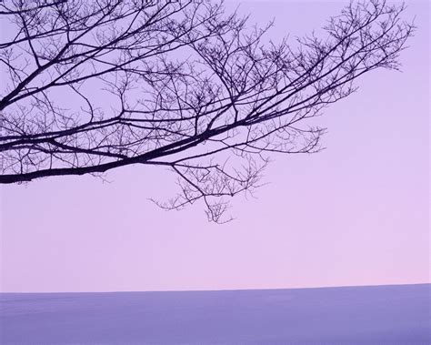 Fondos De Pantalla Paisaje Cielo Rama Flor De Cerezo árbol