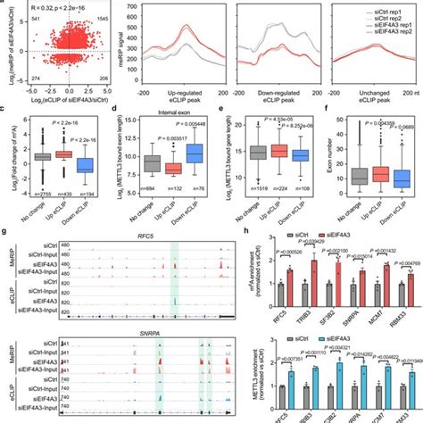Blockade Of Mettl3 By The Exon Junction Complex Shapes The M⁶a Download Scientific Diagram