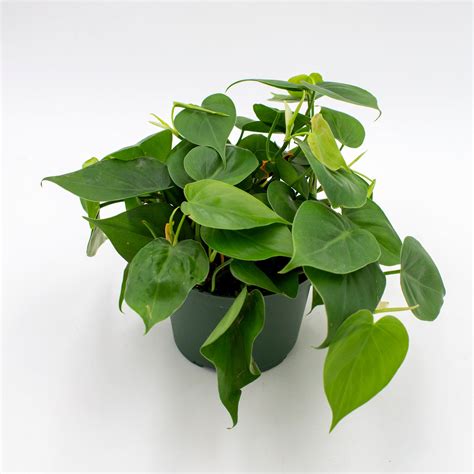 Philodendron Cordatum Heartleaf Philodendron The Victorian Atlanta