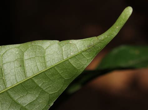 Protium Confusum Arboretum