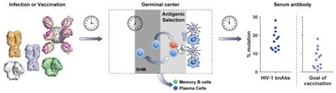 Affinity Maturation And Its Biological Purpose