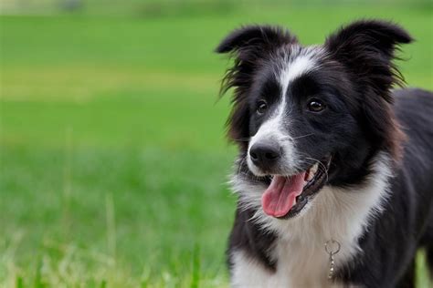 ¿cuál Es La Raza De Perro Más Inteligente Del Mundo Nuevo Estudio Lo