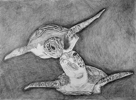 Turtle Love Drawing By Edward Johnston Fine Art America