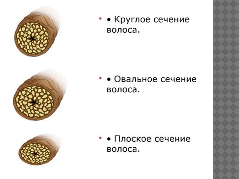 Трихология в салоне красоты - презентация онлайн