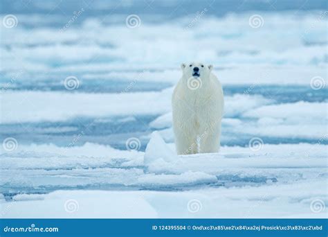 极性在俄国海涉及与雪的流冰边缘和水 白色动物在自然栖所，欧洲 从n的野生生物场面 库存照片 图片 包括有 海运 户外 124395504
