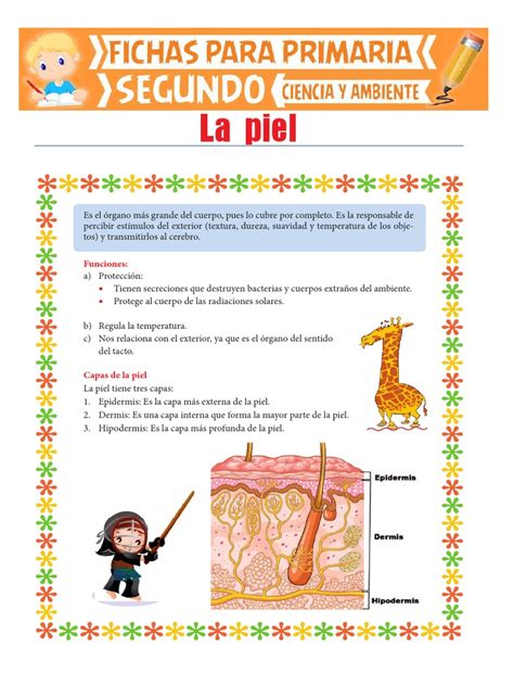 La Piel Funciones Y Capas Para Niños Pdf Piel Naturaleza